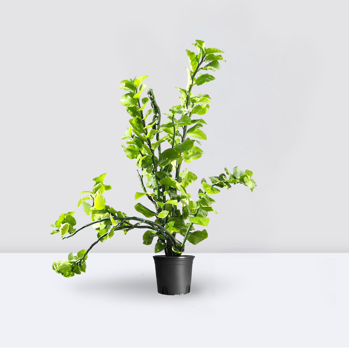 Pedilanthus Green "Pedilanthus Tithymaloides, Backbone of Devil Plant ...