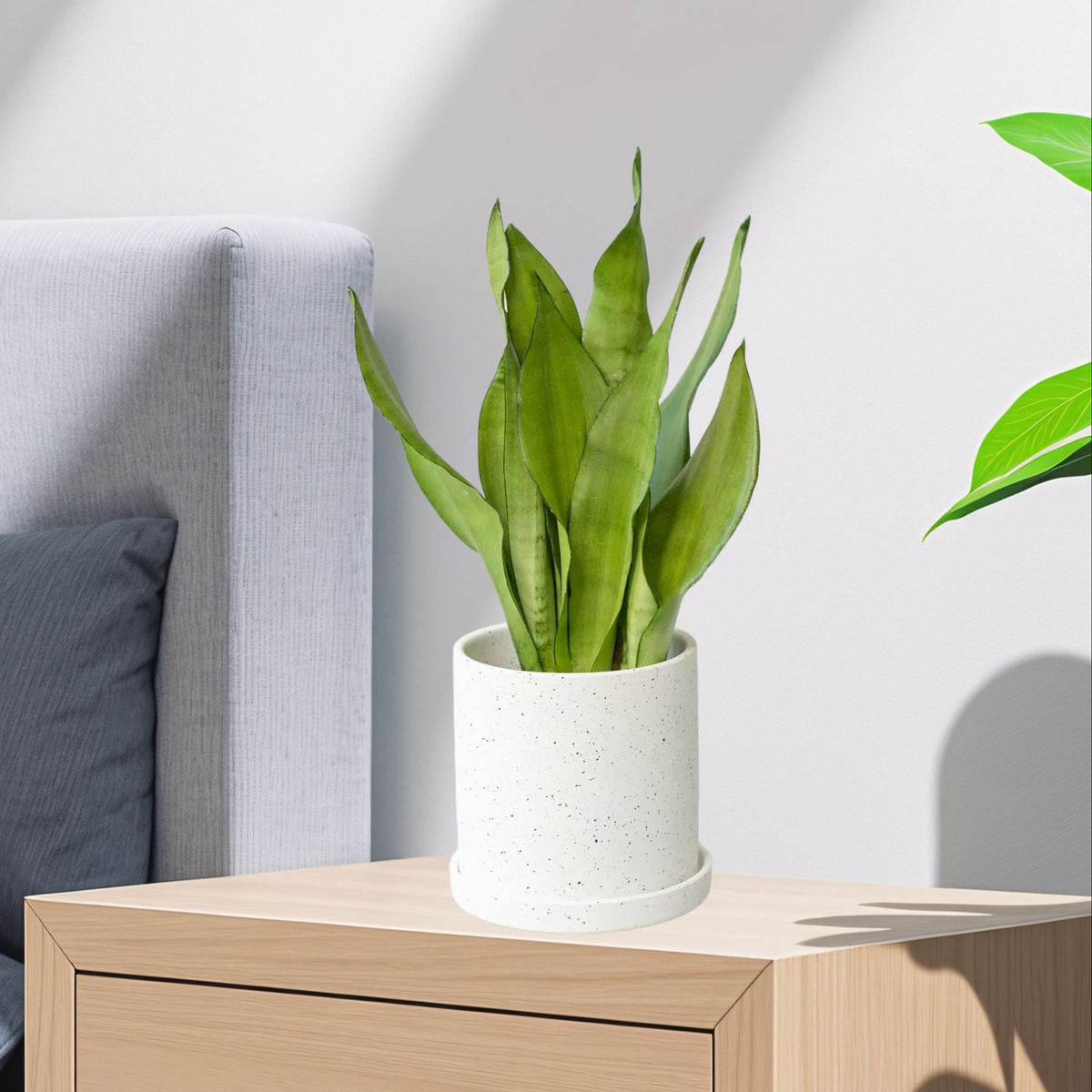 Snake Plant "Moon Shine" 25-30cm – Cacti