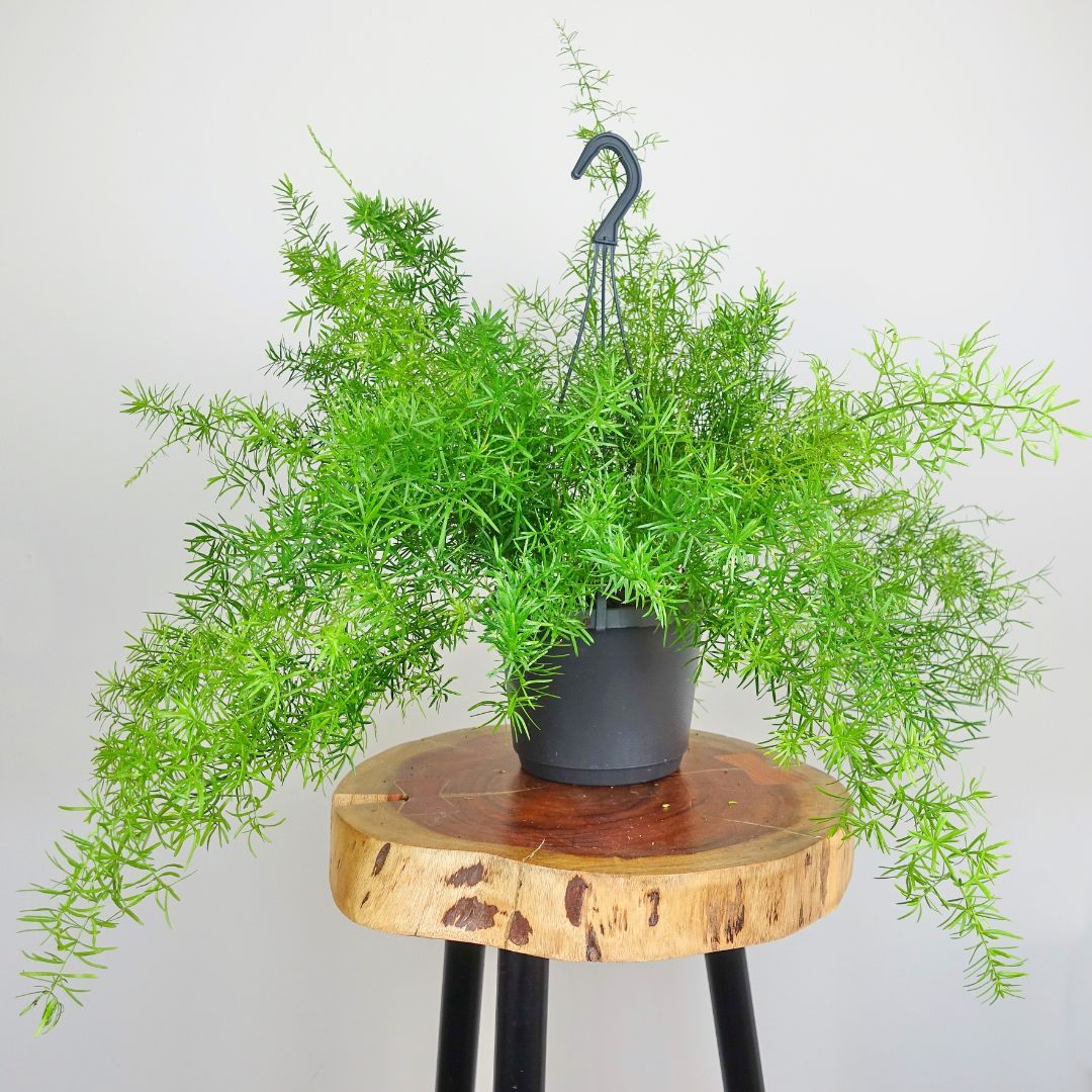 Asparagus sprengeri, Emerald feather or Emerald fern "Sprenger's aspar ...