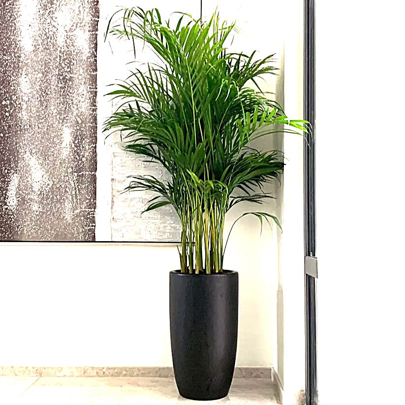 Areca Palm Holland in Black Ceramic Pot 1-1.2m – Cacti