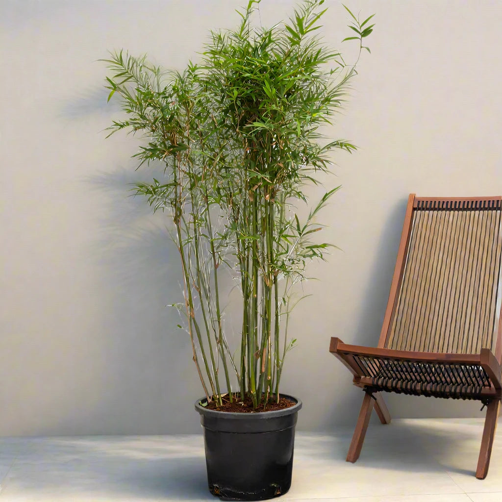 Bambusa multiplex "Chinese Dwarf Bamboo" 1.2 - 1.5m overall height – Cacti
