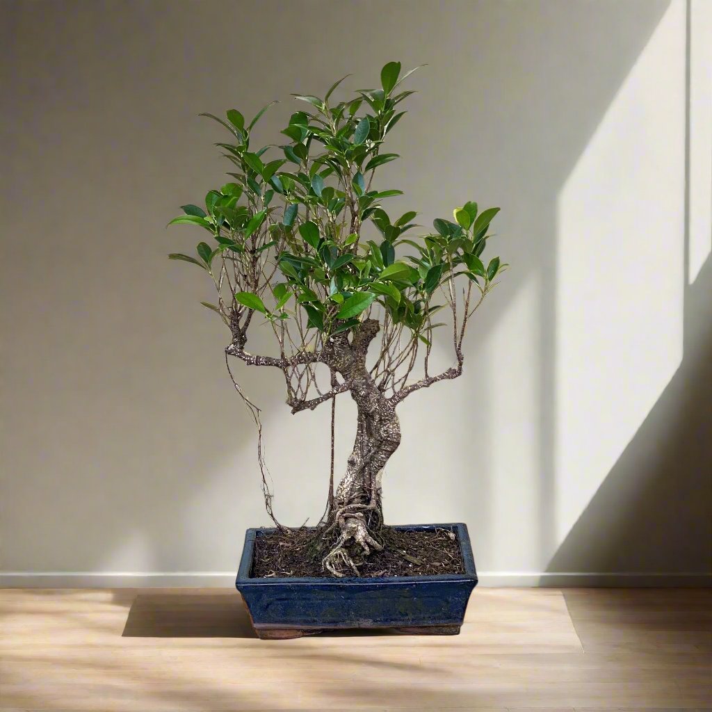 Mini Bonsai Mixed with Bowl 40-50cm – Cacti