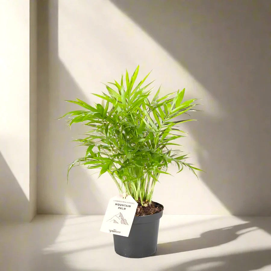Chamaedorea Palm Indoor | Chamaedorea Elegans | Parlour Palm | Parlor ...