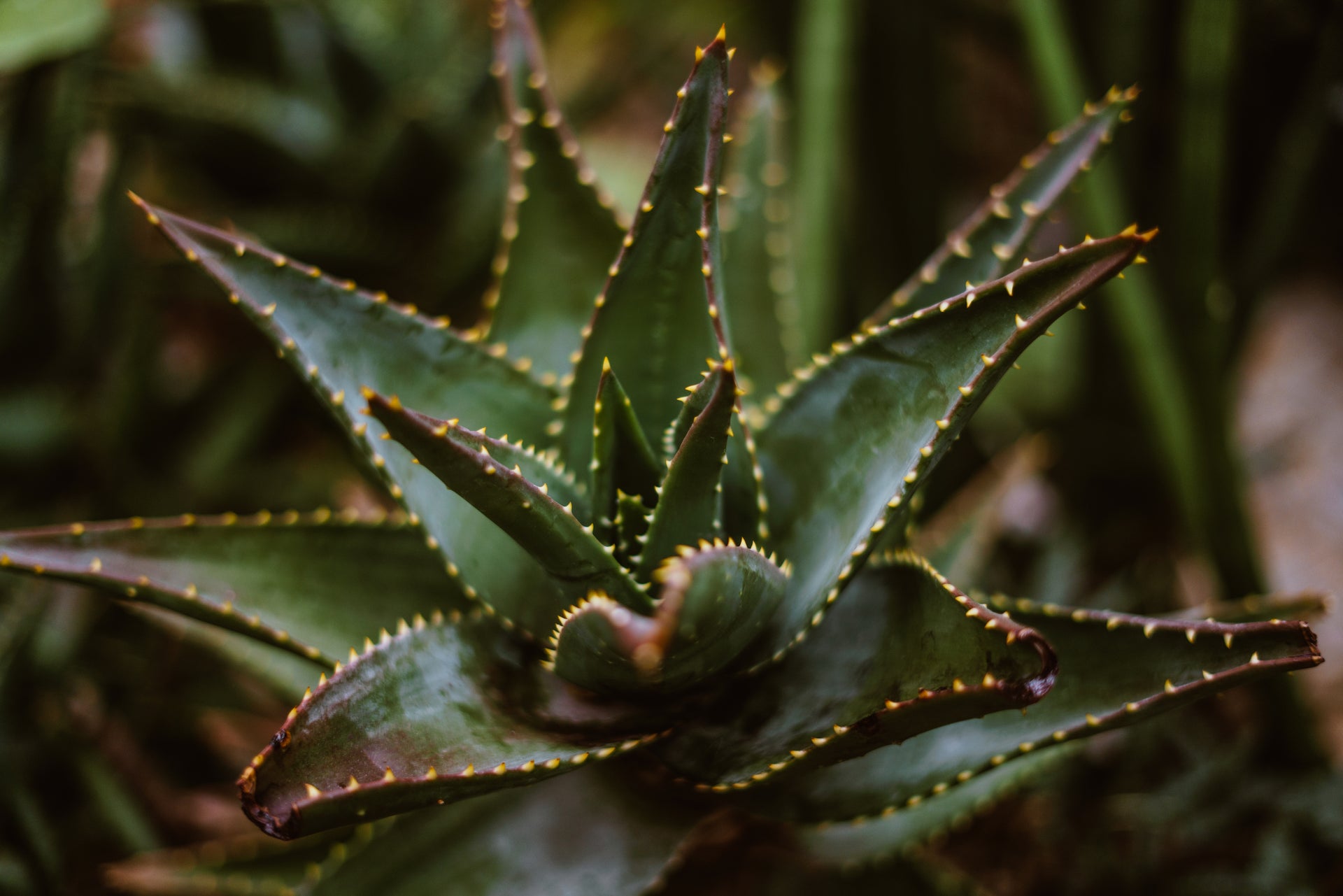 Cacti | Largest collection of indoor & outdoor plants