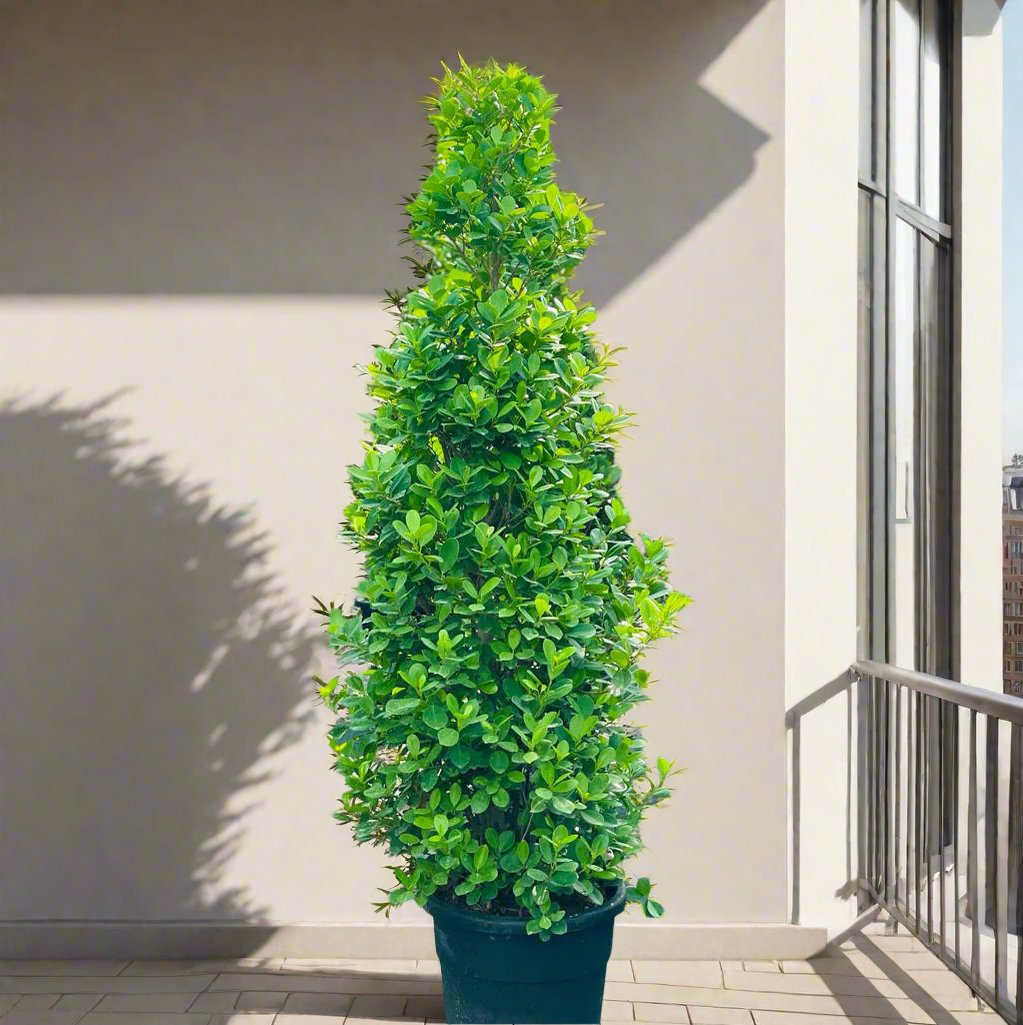 Ficus diversifolia "Cone Shape" – Cacti