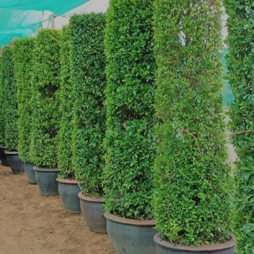 Ficus Nitida Tall 1.8 - 2.0m – Cacti