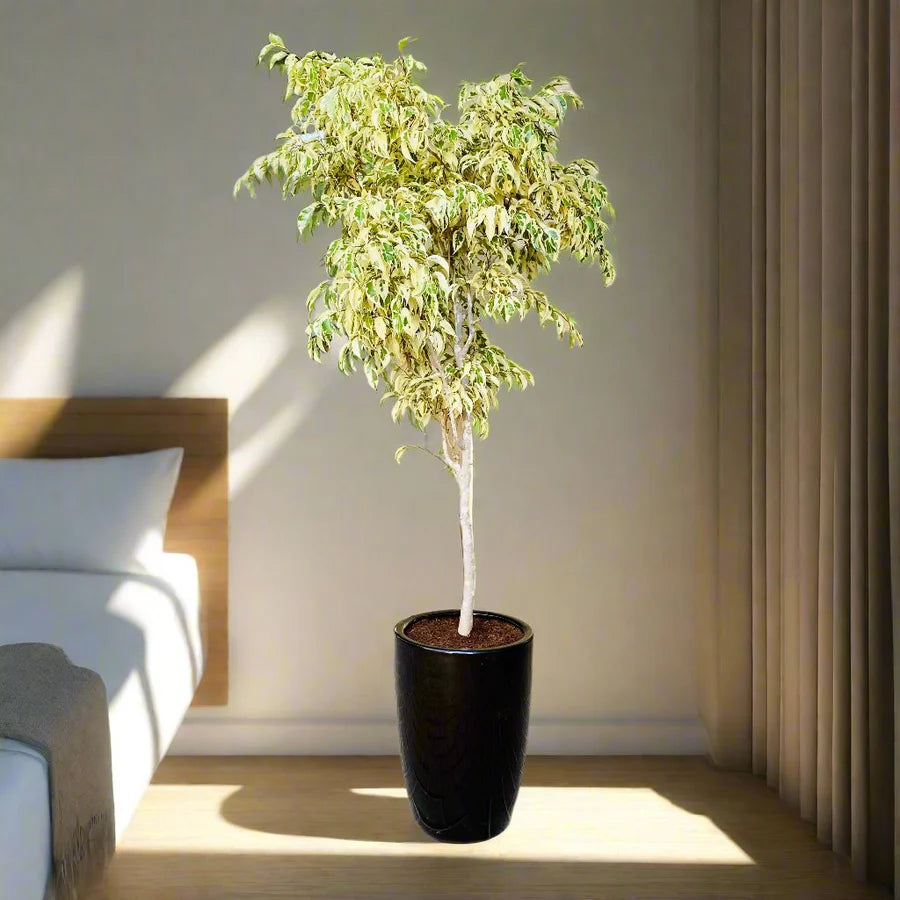 Ficus benjamina variegata “Variegated Weeping Fig” 130cm-150cm – Cacti