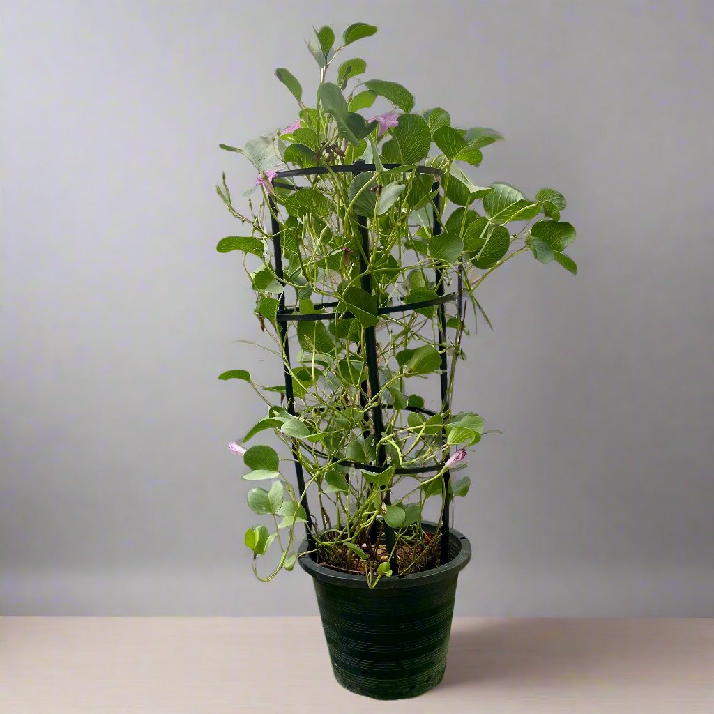 Ipomoea pes-caprae, Railroad Vine or Railway Creeper – Cacti