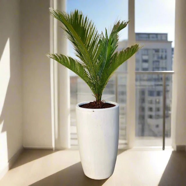 Cycas Revoluta “Sago Palm” 60-80cm in White Ceramic Pot – Cacti