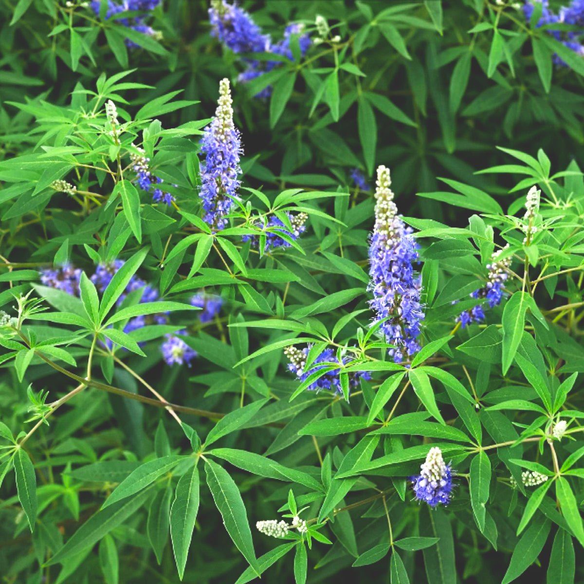 Vitex Agnus Castus "Chaste Tree" 0.8-1.0m – Cacti