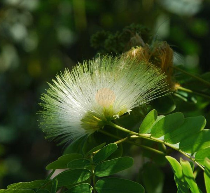 Albizia lebbeck "Lebbek tree or Frywood" – Cacti