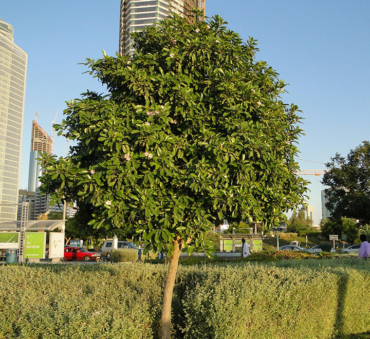 Tabebuia rosea "Rosy trumpet tree" – Cacti