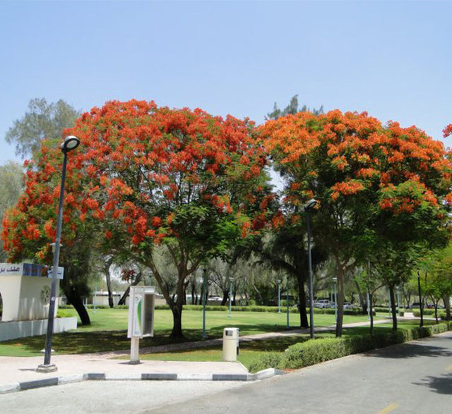 Delonix regia, Flame Tree or Royal Poinciana – Cacti