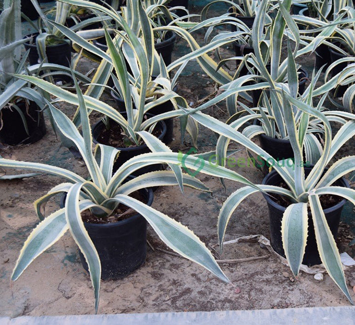 Agave americana marginata "Variegated Century Plant" 40-50cm – Cacti