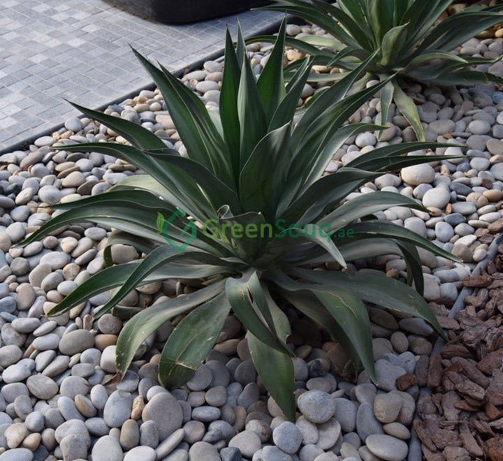 Agave Attenuata or spineless century plant – Cacti