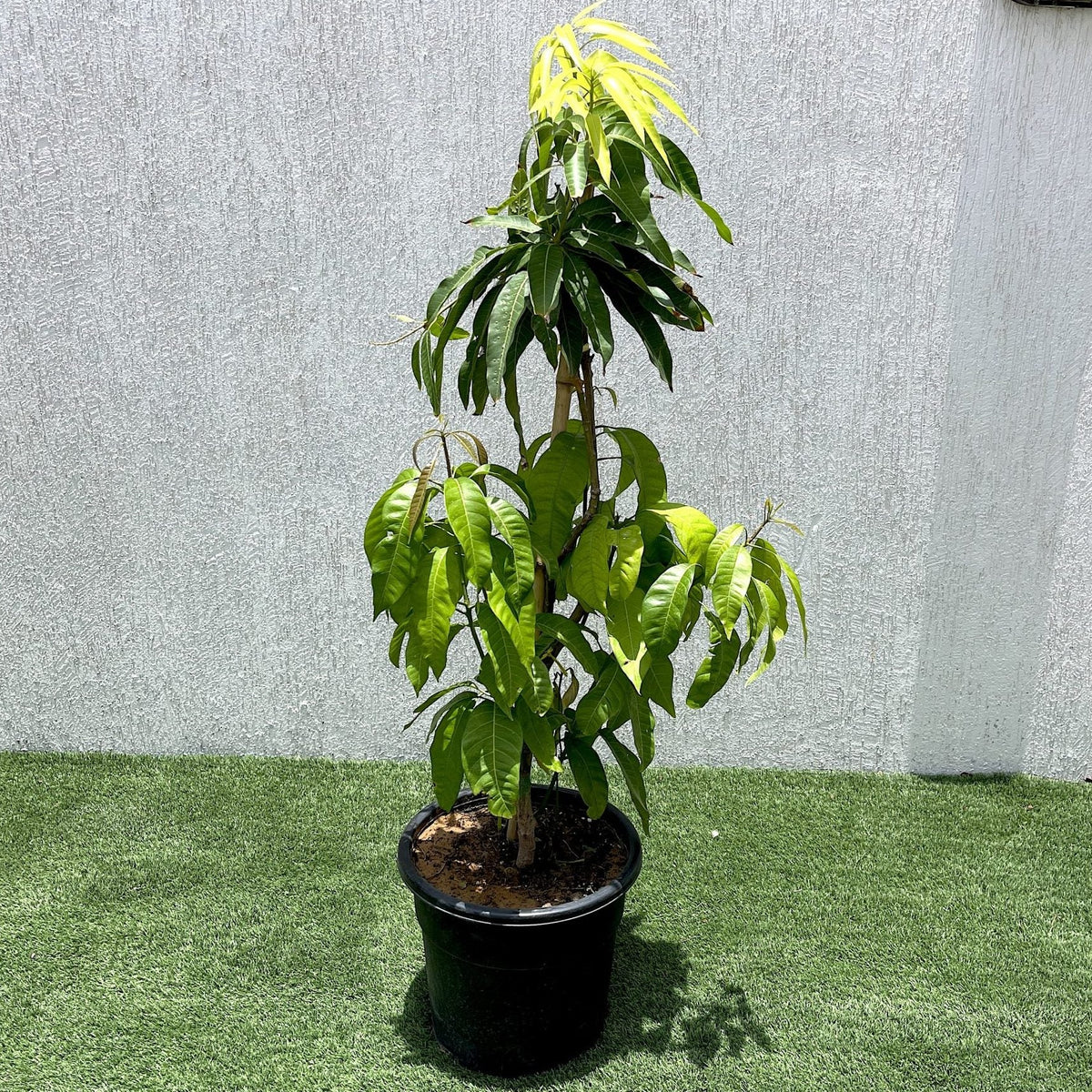 Mango Plant "Anwar Ratol" Pakistan's Sweetest Mangoes 1.2-1.5m – Cacti