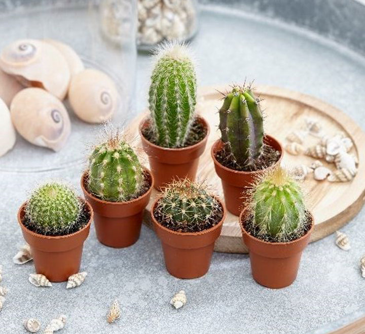 Cactus Mix "Indoor mini Cactus" – Cacti
