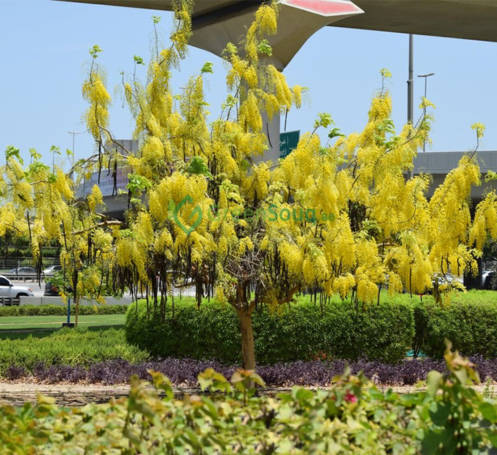 Cassia fistula "Golden Shower Tree" 2.5 - 3.0m – Cacti