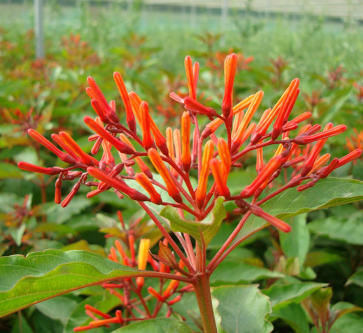 Hamelia patens "Fire Bush" 50 - 70cm Height – Cacti