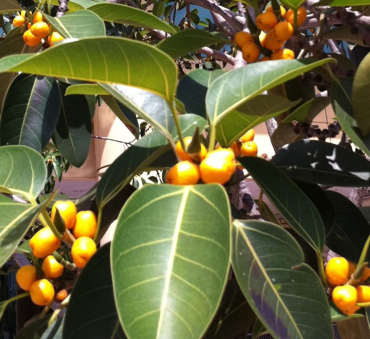 Ficus Altissima "Council Tree" – Cacti