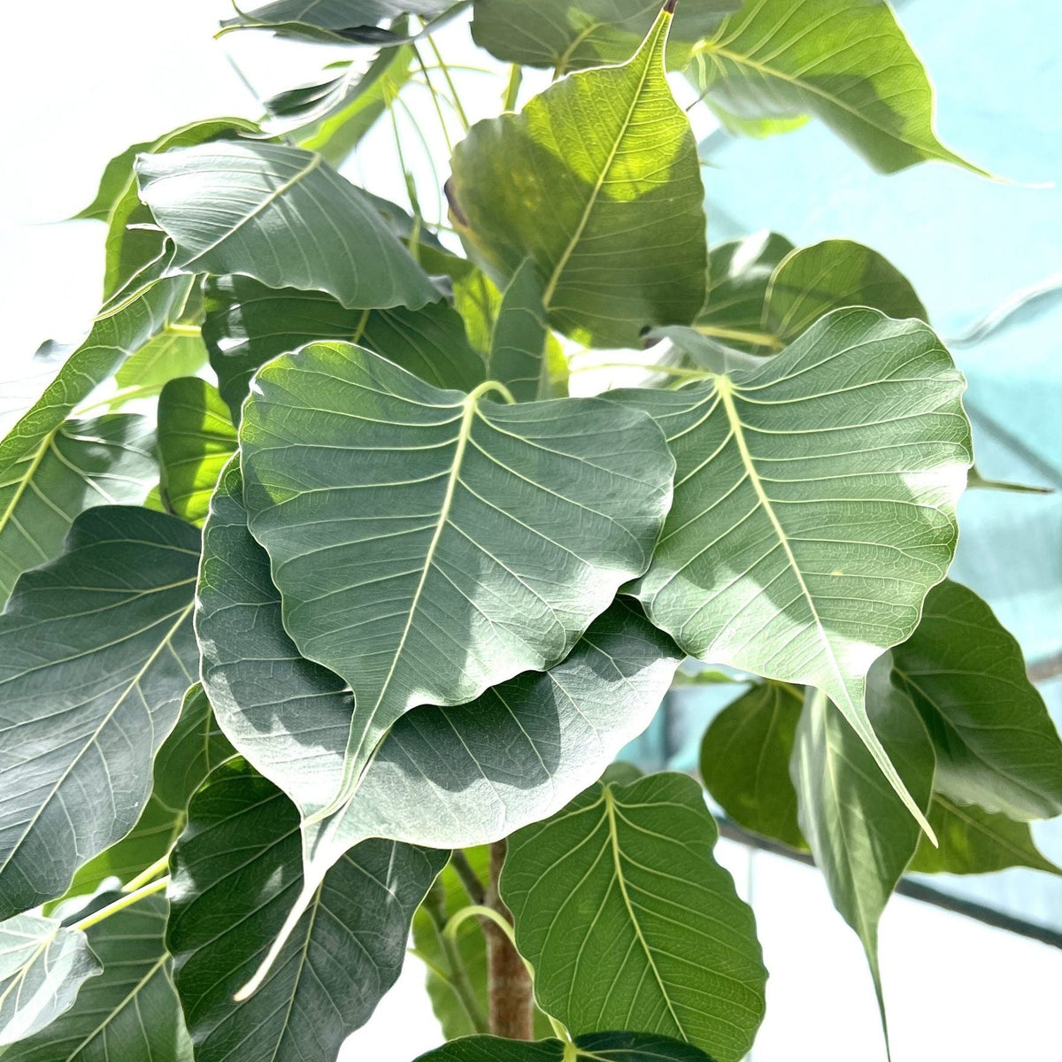 Ficus religiosa "Sacred Fig Tree" – Cacti