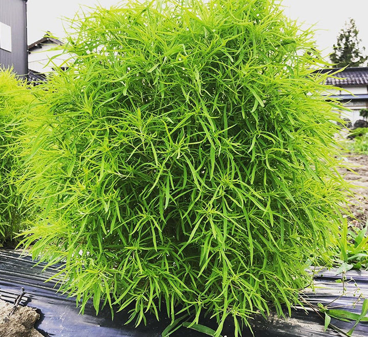 Fito Kochia Plant Seeds – Cacti