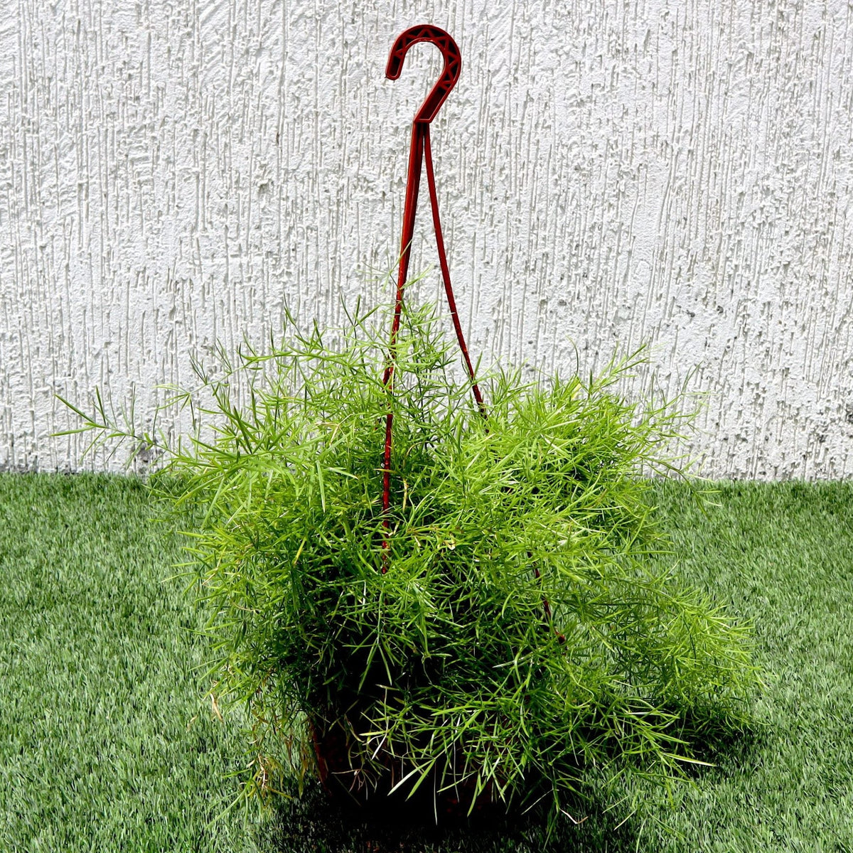 Asparagus Hanging – Cacti