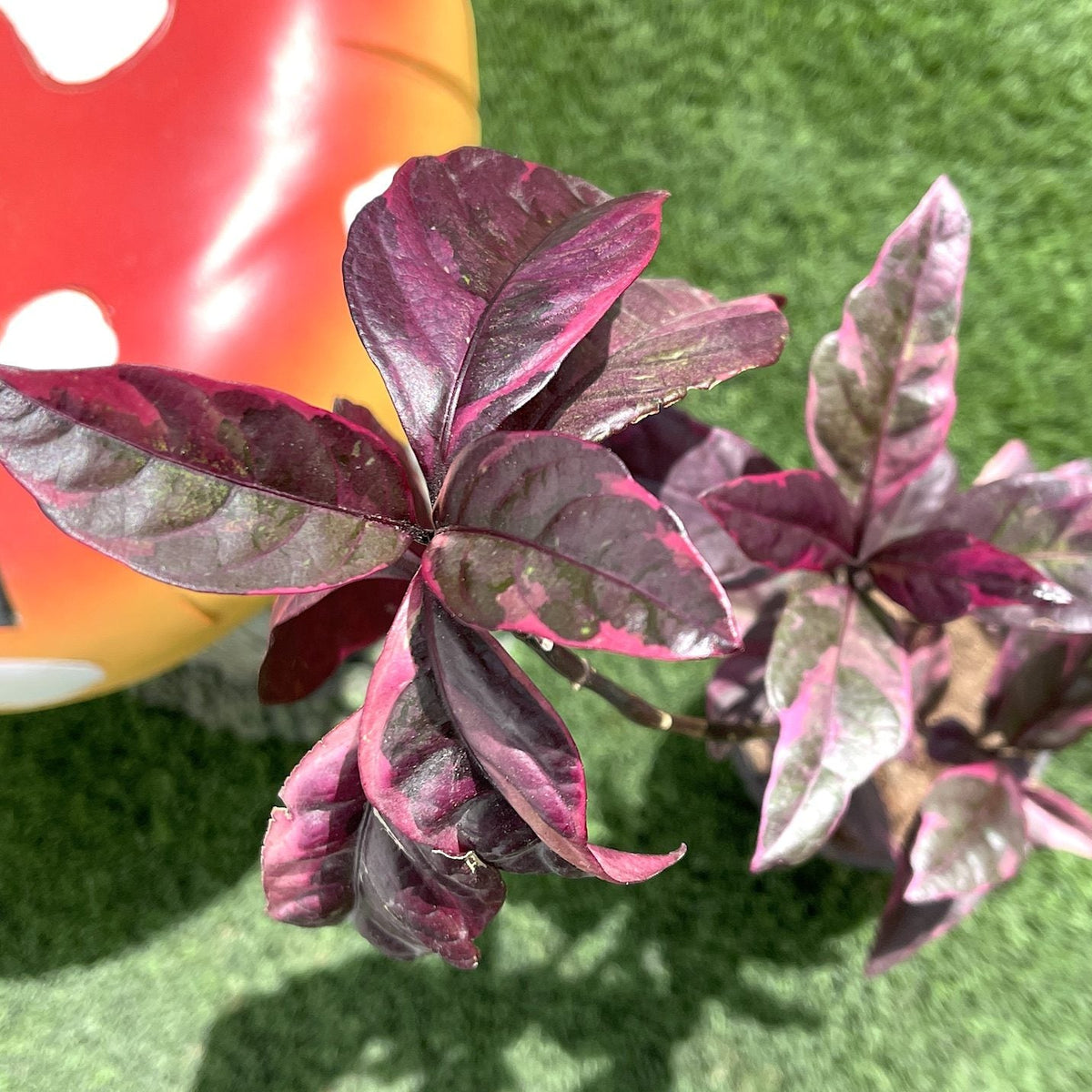 Eranthemum Atropurpureum, Purple False Eranthemum 30 - 40cm – Cacti