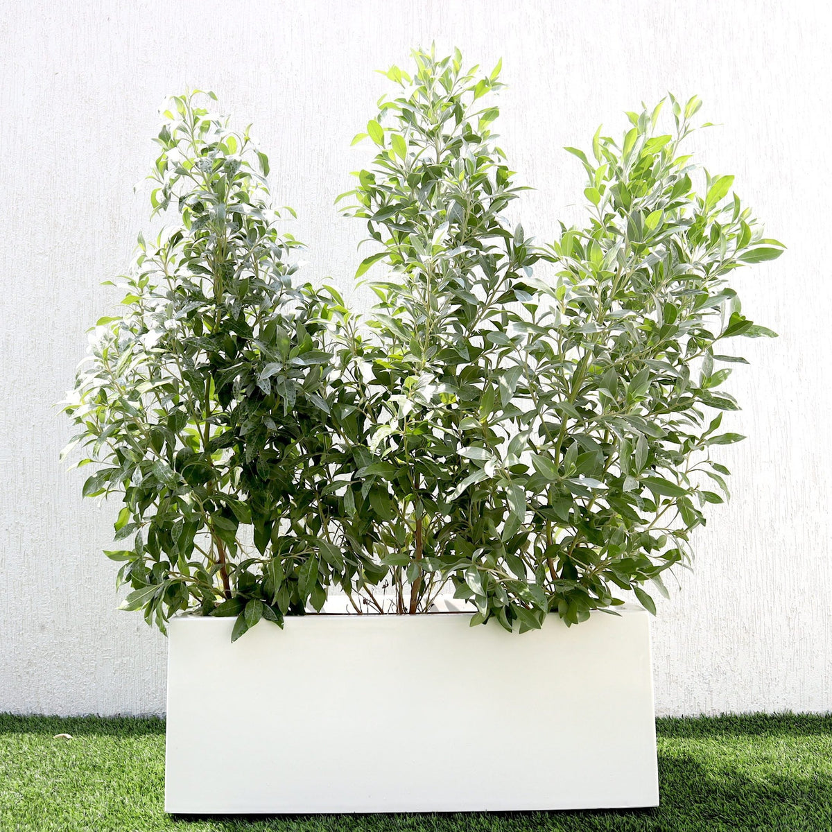 Conocarpus erectus Sericeus "Silver Damas" 1.0-1.2m – Cacti