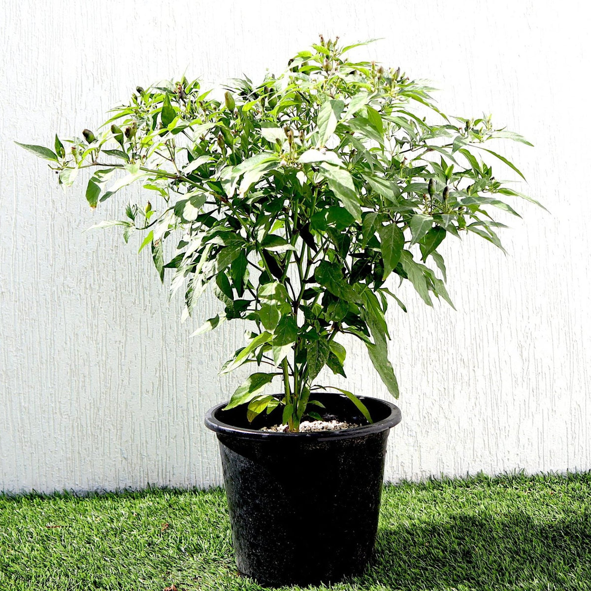 Ornamental pepper plant – Cacti