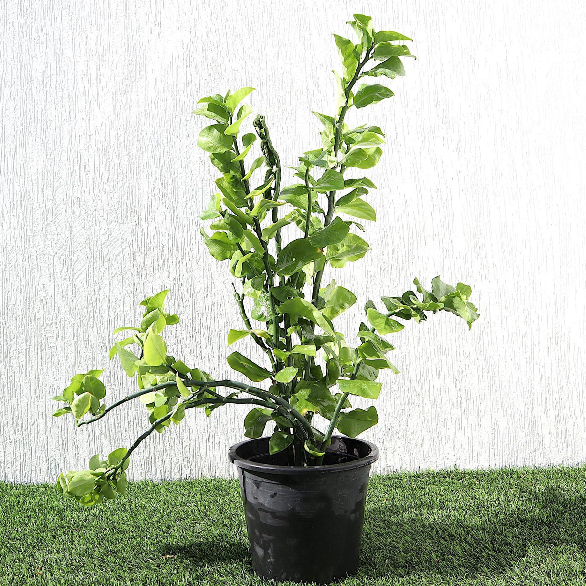 Pedilanthus Green "Pedilanthus Tithymaloides, Backbone of Devil Plant ...