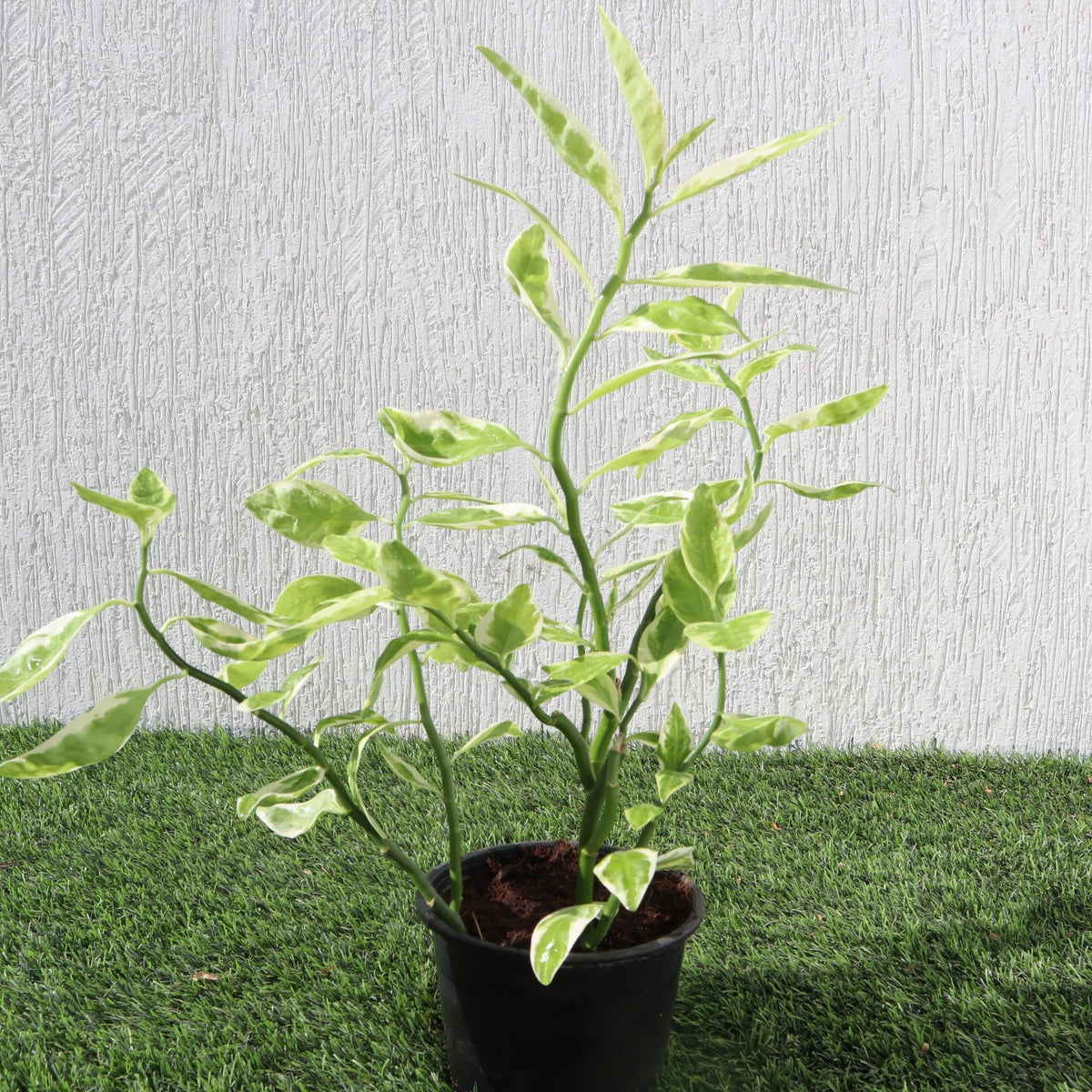 Pedilanthus Variegated "Pedilanthus Tithymaloides, Backbone of Devil P ...