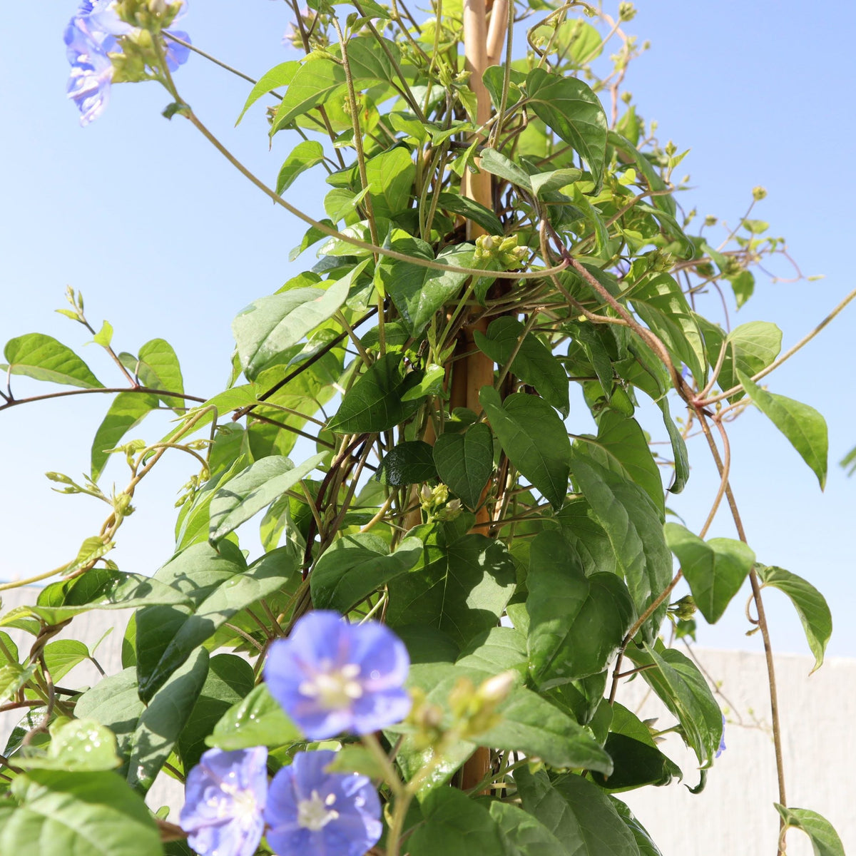 Jacquemontia pentantha "Sky Blue Cluster Vine" – Cacti