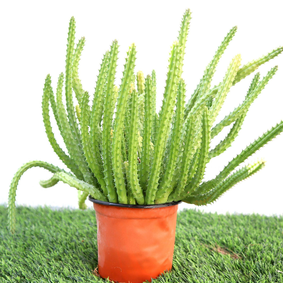 Caralluma Cactus "Caralluma Adscendens"0.2-0.3m – Cacti