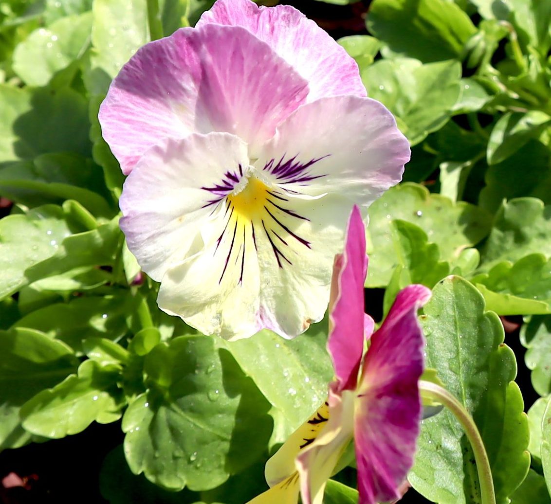 Pansy Mix flowers "9cm pot" – Cacti