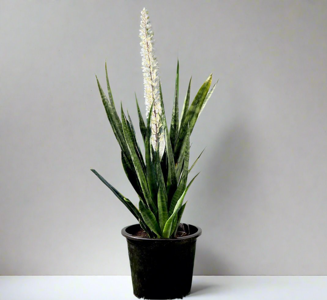 Sansevieria Green Zeylanica "Bowstring Hemp" 30-40 cm – Cacti