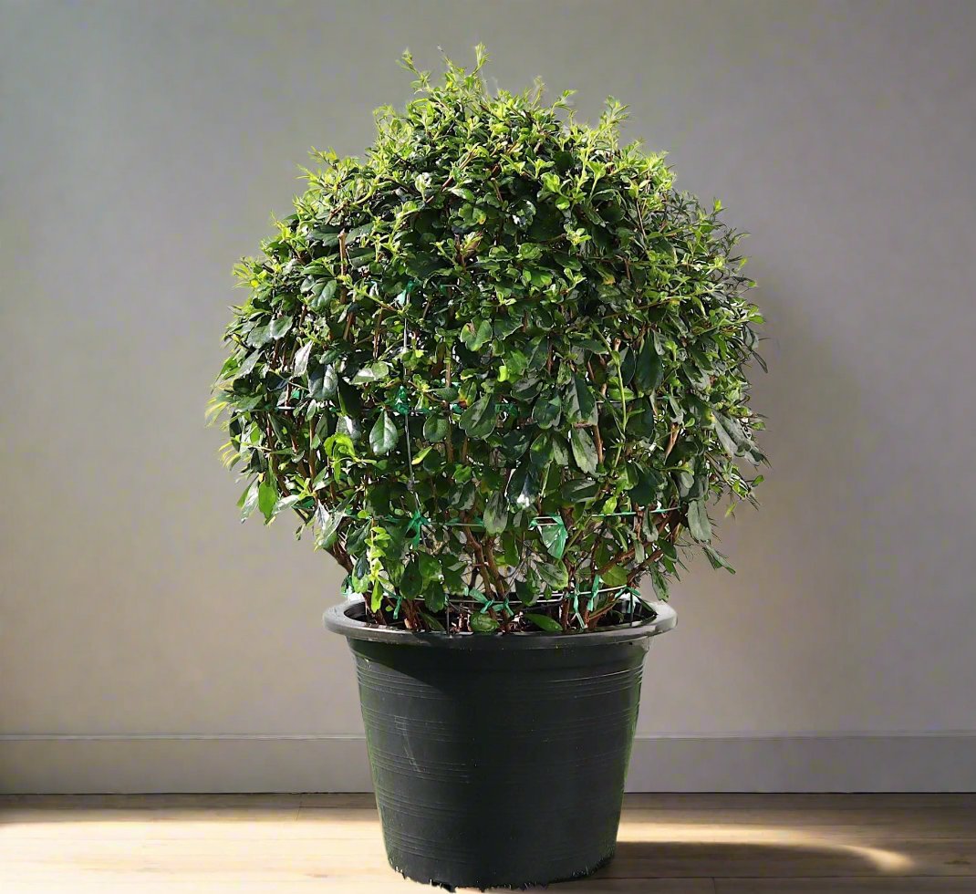 Ehretia microphylla or Fukien Tea Tree "Ball" 20-50cm Dia – Cacti