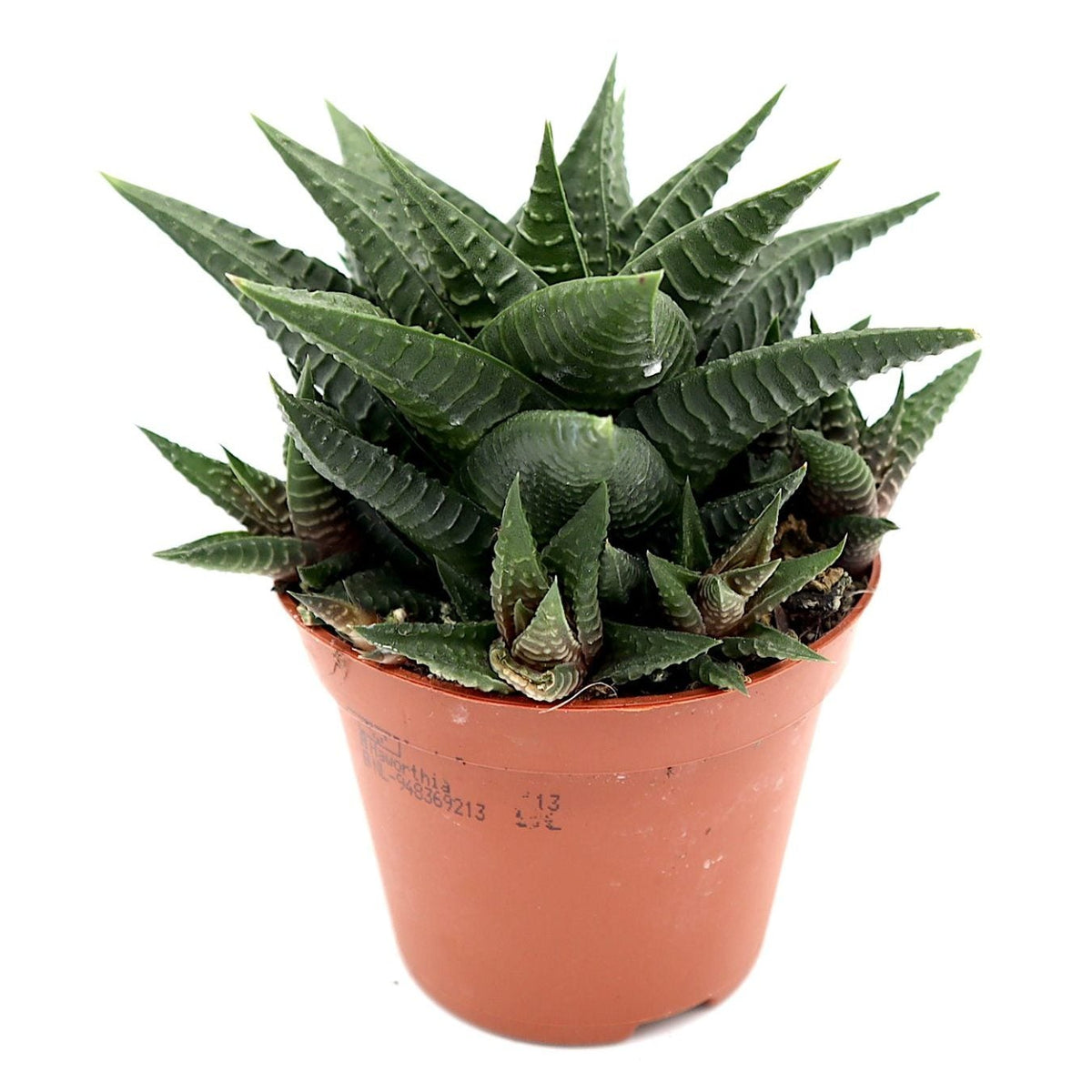 Haworthia fasciata "Big Band or Zebra Cactus" 10-15cm – Cacti