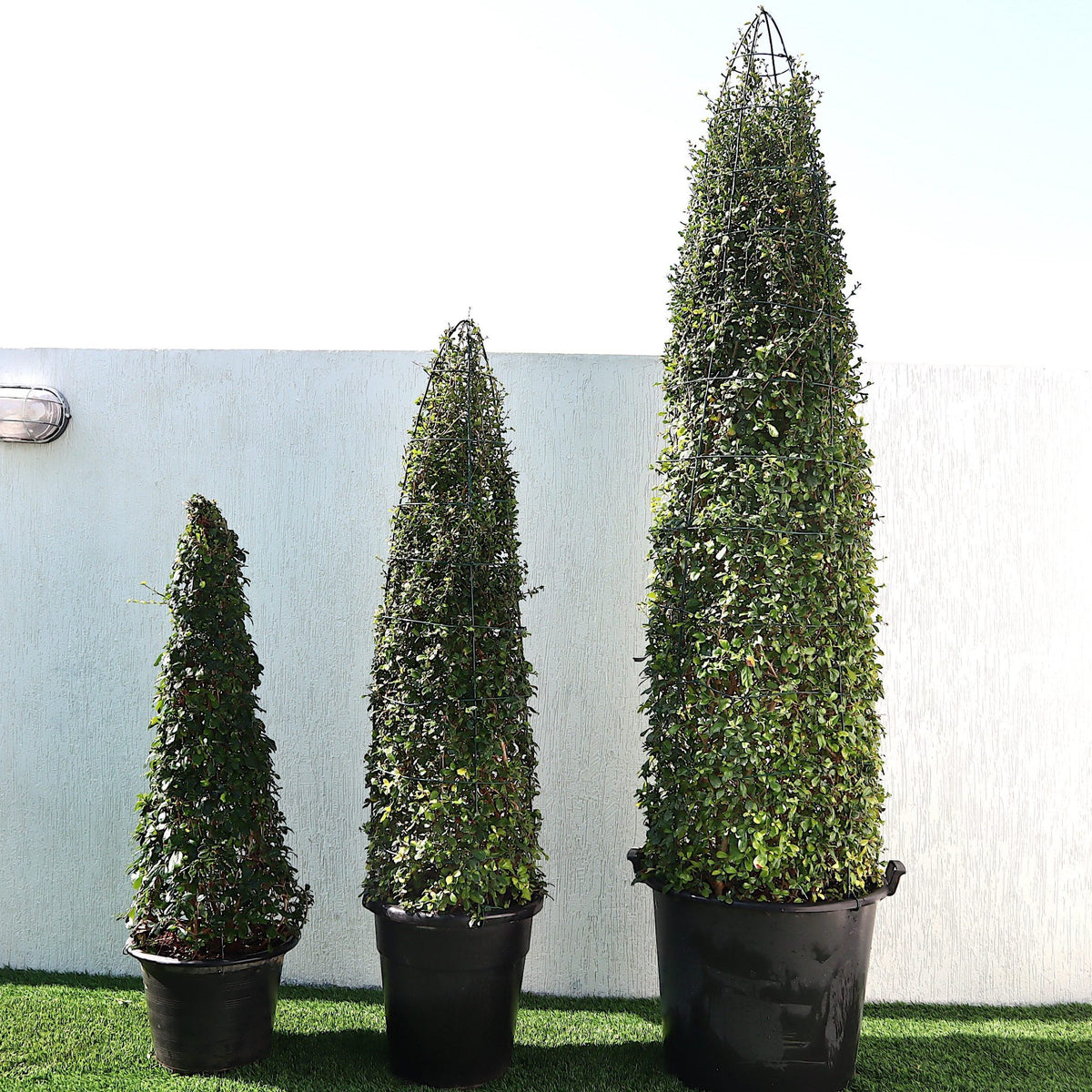 Ehretia Cone Shape "Ehretia Microphylla" – Cacti