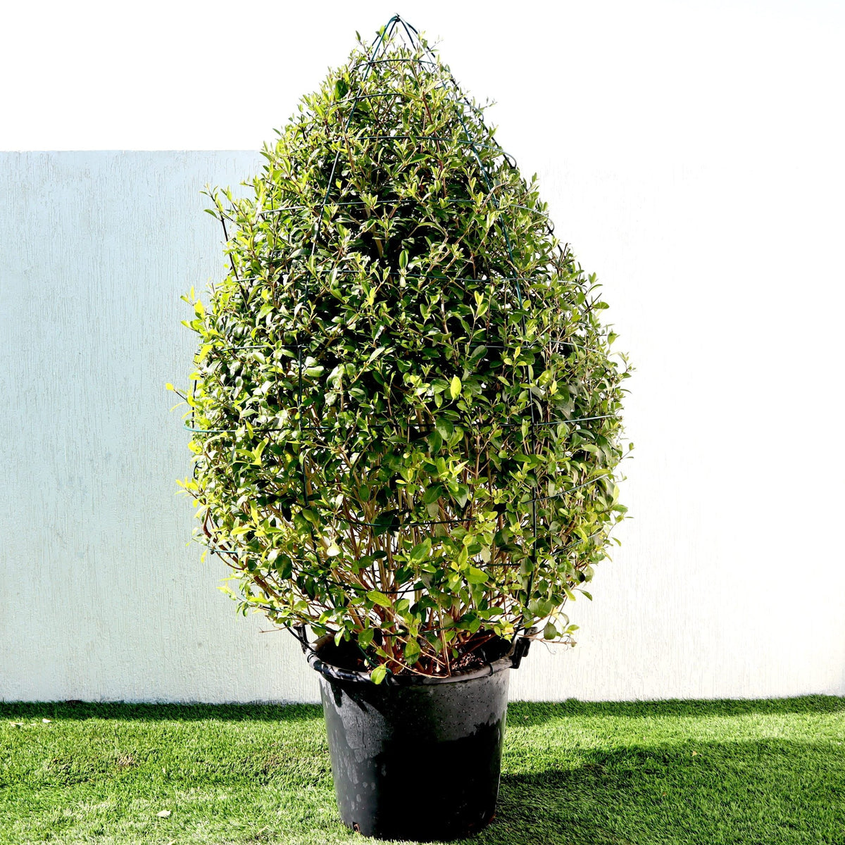 Clerodendrum Inerme Cone Shape "Wild Jasmine" 1.2-1.5m – Cacti
