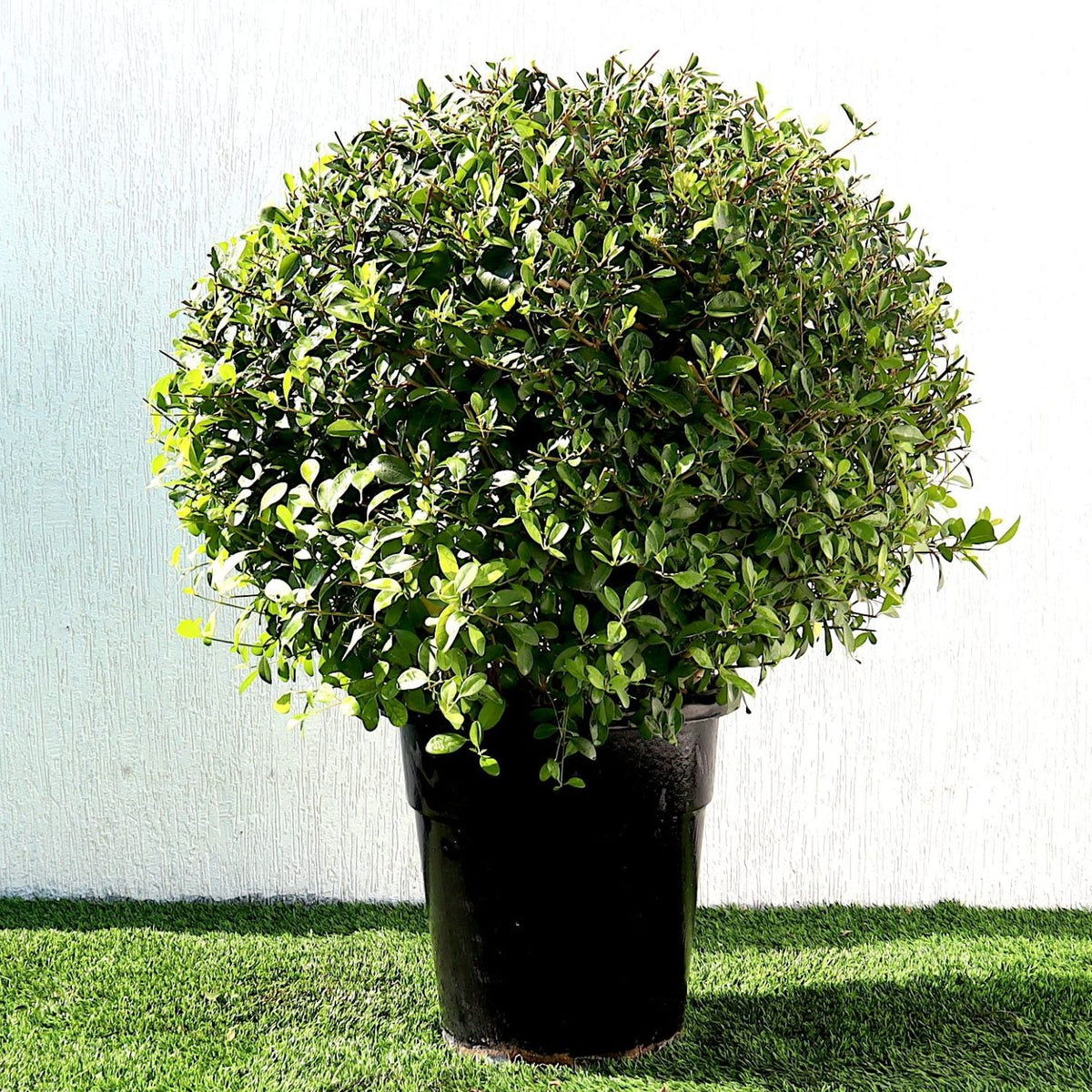 Clerodendrum Inerme Ball Shape "Wild Jasmine" 70-80cm Dia – Cacti