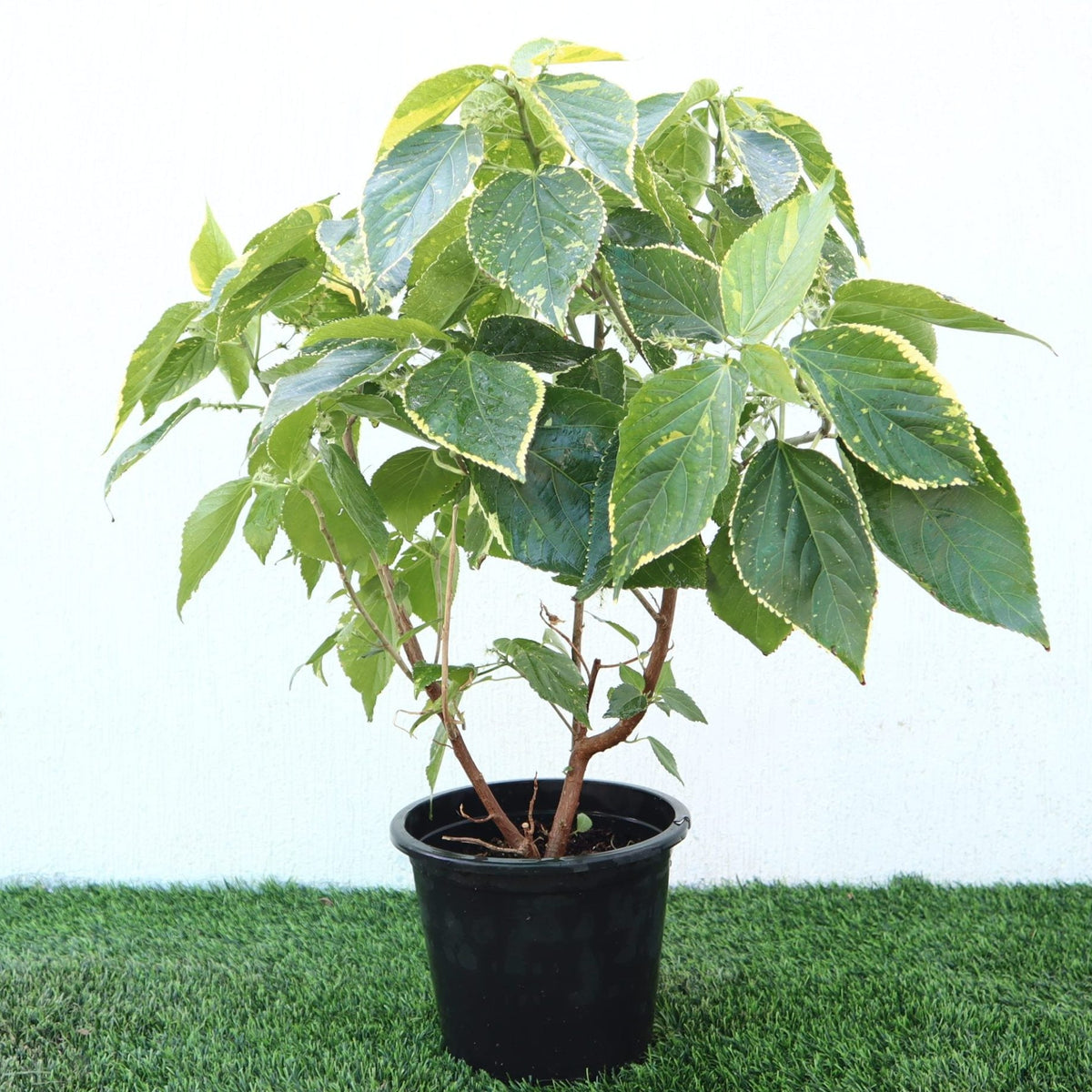 Acalypha Wilkesiana "Acalypha Tahiti" 0.3-0.5m – Cacti