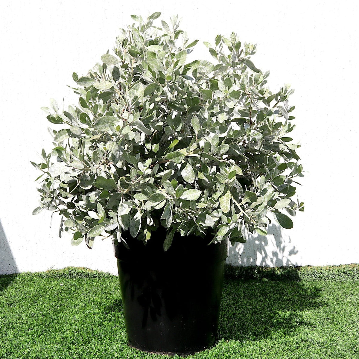 Ball Shaped Conocarpus erectus Silver "70Ltr Pot" – Cacti