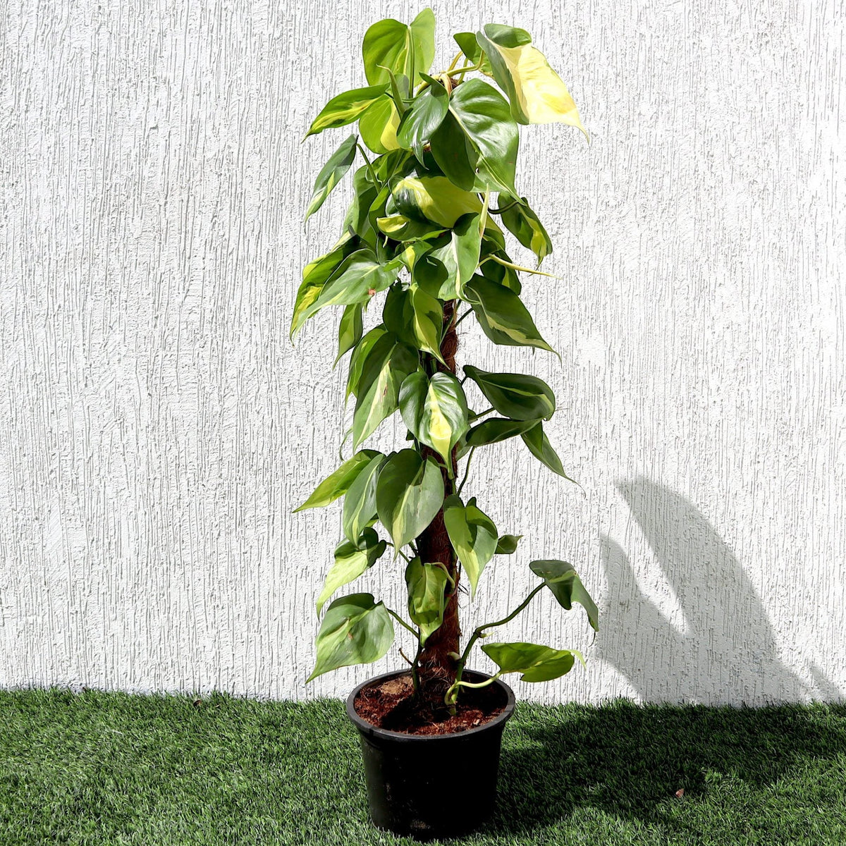 Scindapsus Brasil 80-90cm – Cacti