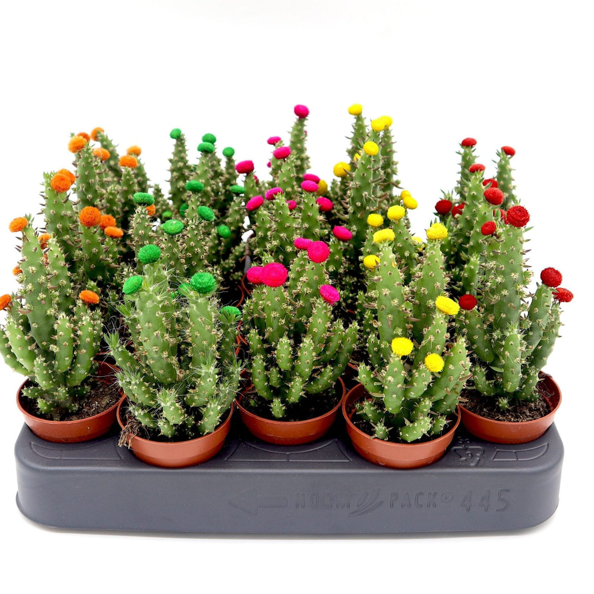 Cactus Opuntia Subulata Indoor | Austrocylindropuntia subulata 5-8cm ...