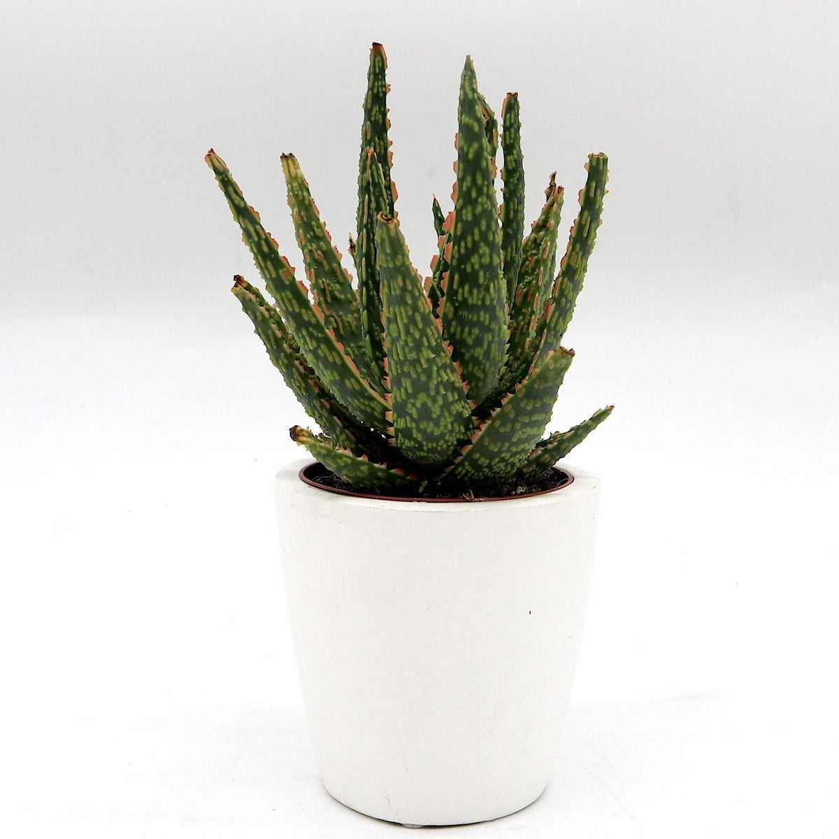 Aloe Christmas Carol Indoor succulent 15-20cm – Cacti