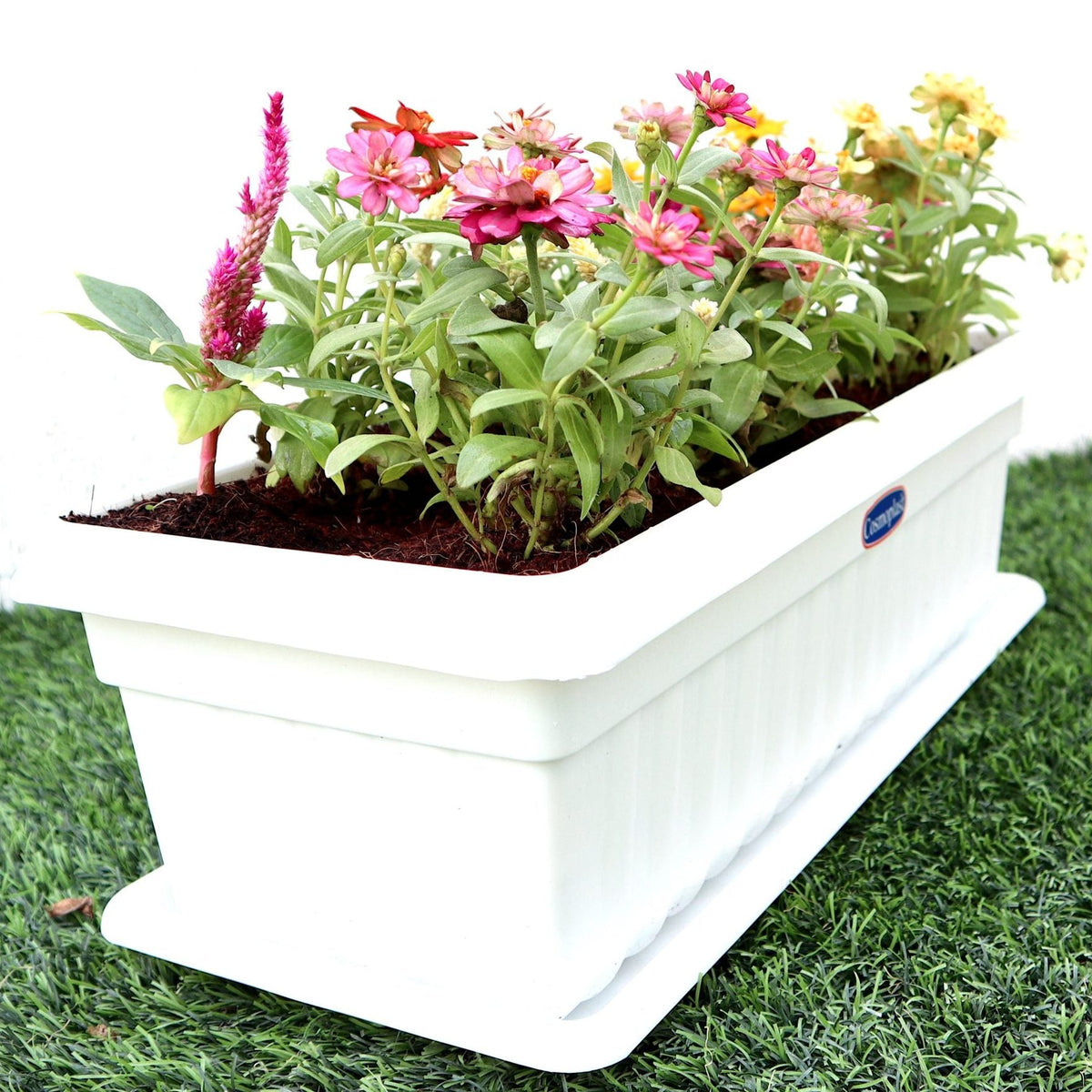 Seasonal Flowering Plants Mix in Cosmoplast White Pot 15 Ltr – Cacti