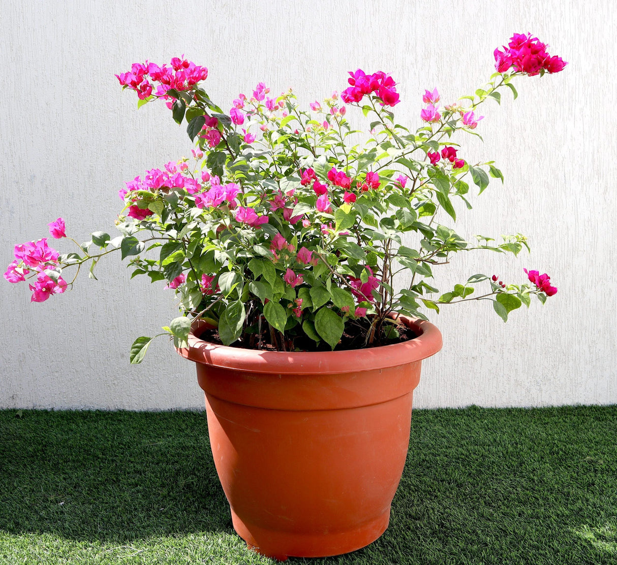 Bougainvillea Pink in 20" Cosmoplast Round Pot – Cacti