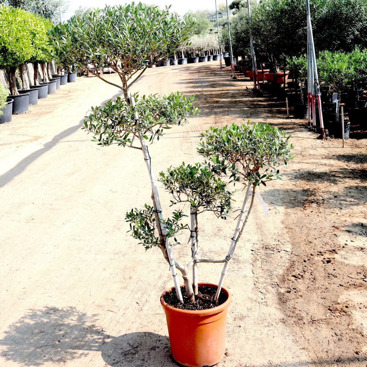 Olive Multihead | Multihead Olea Europea 1.0m-1.2m شجرة زيتون – Cacti