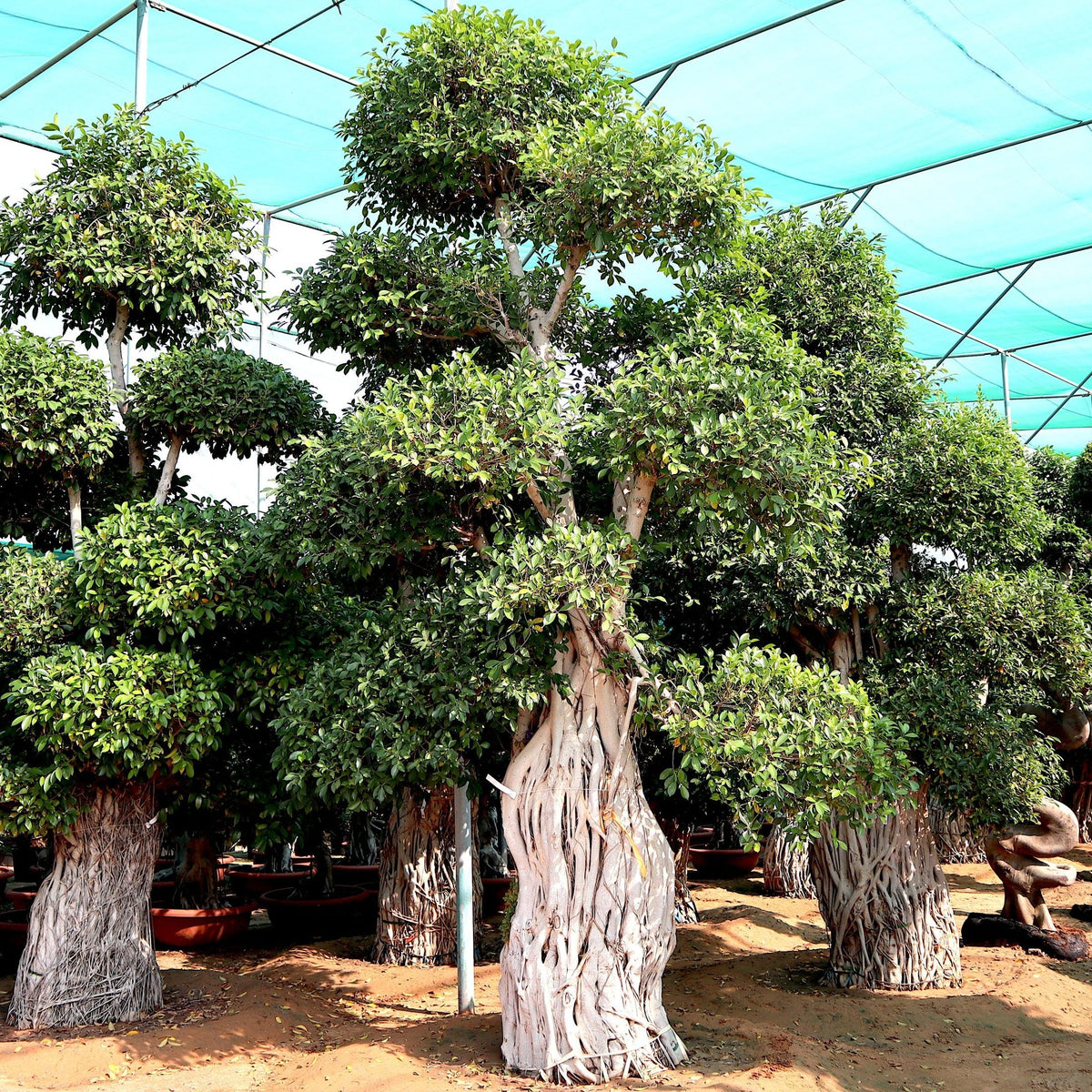 Ficus Nitida Bonsai | Ficus Big size Bonsai | Root Shape Bonsai – Cacti